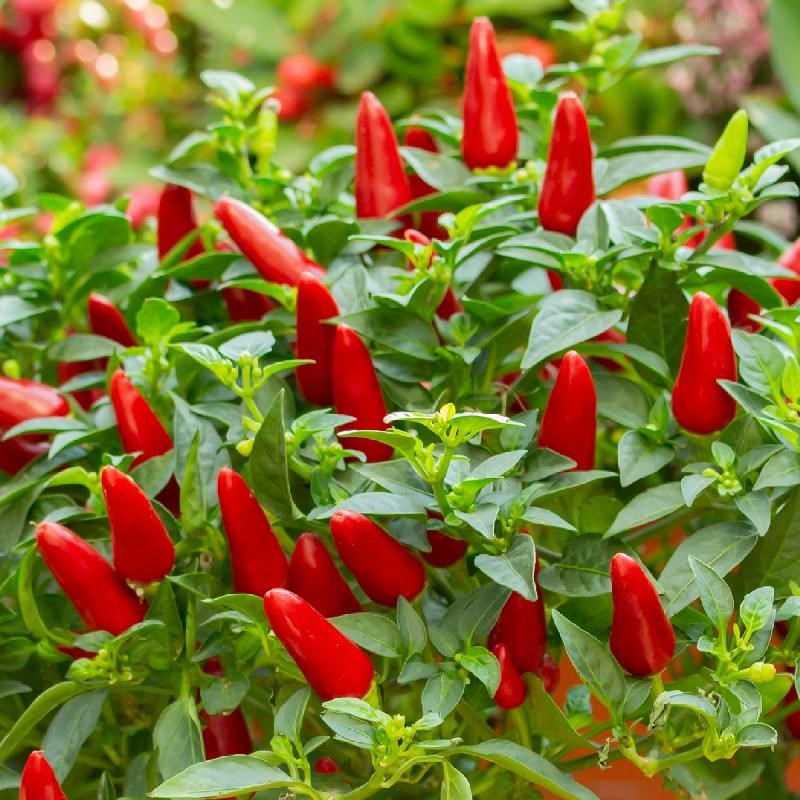 Stort Udvalg Af Chili Fr stort-udvalg-af-chili-fr